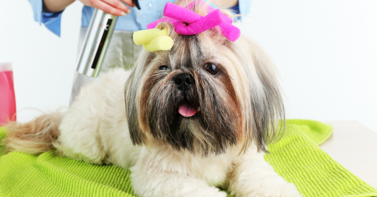 Groomer / Trainer / Pet Sitter | World Insurance Associates